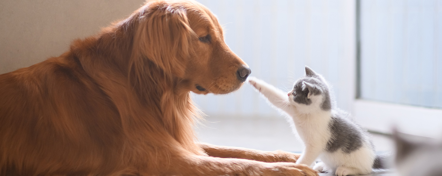 Solutions for Animals | Product Overview | FOSTAC - The Energy Experience